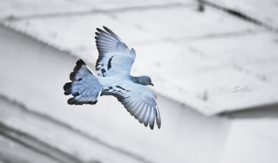 How to Take Photos of Birds in Nature - Images WorthvieW